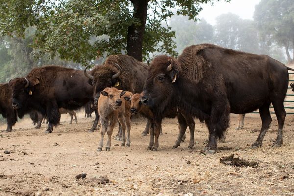 About J Bar S Ranch | A Northern California Grass-Fed Bison Ranch