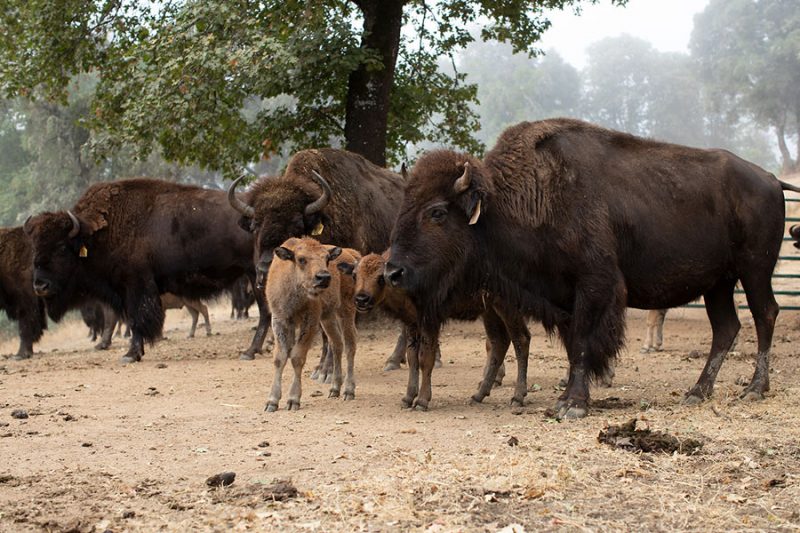 About J Bar S Ranch | A Northern California Grass-Fed Bison Ranch