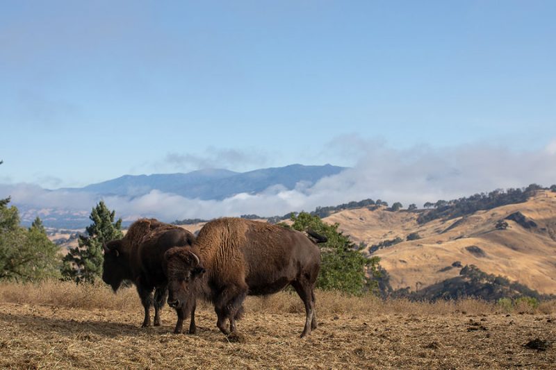 About J Bar S Ranch | A Northern California Grass-Fed Bison Ranch