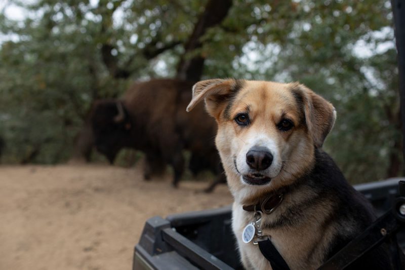 About J Bar S Ranch | A Northern California Grass-Fed Bison Ranch