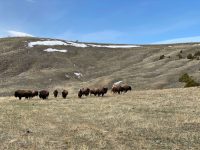 About J Bar S Ranch | A Northern California Grass-Fed Bison Ranch