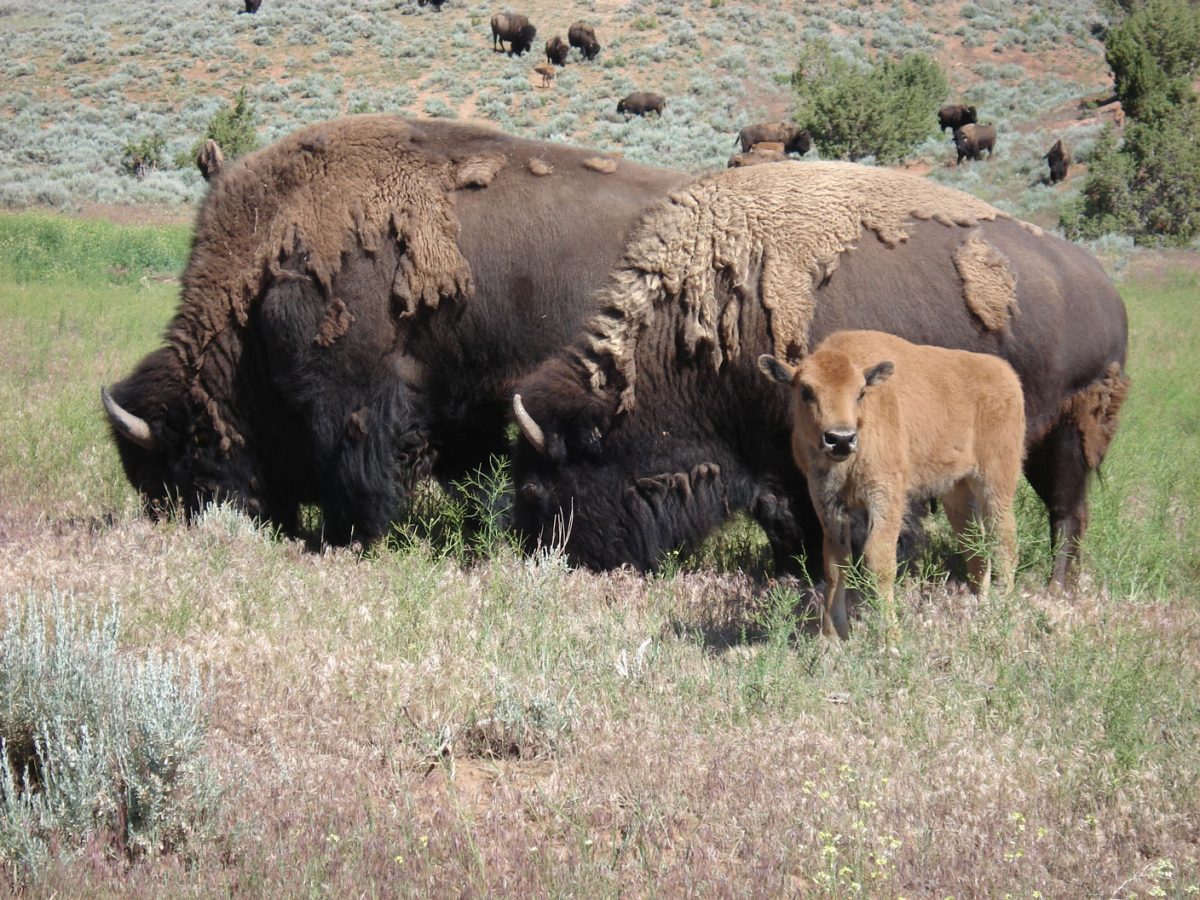 About J Bar S Ranch | A Northern California Grass-Fed Bison Ranch